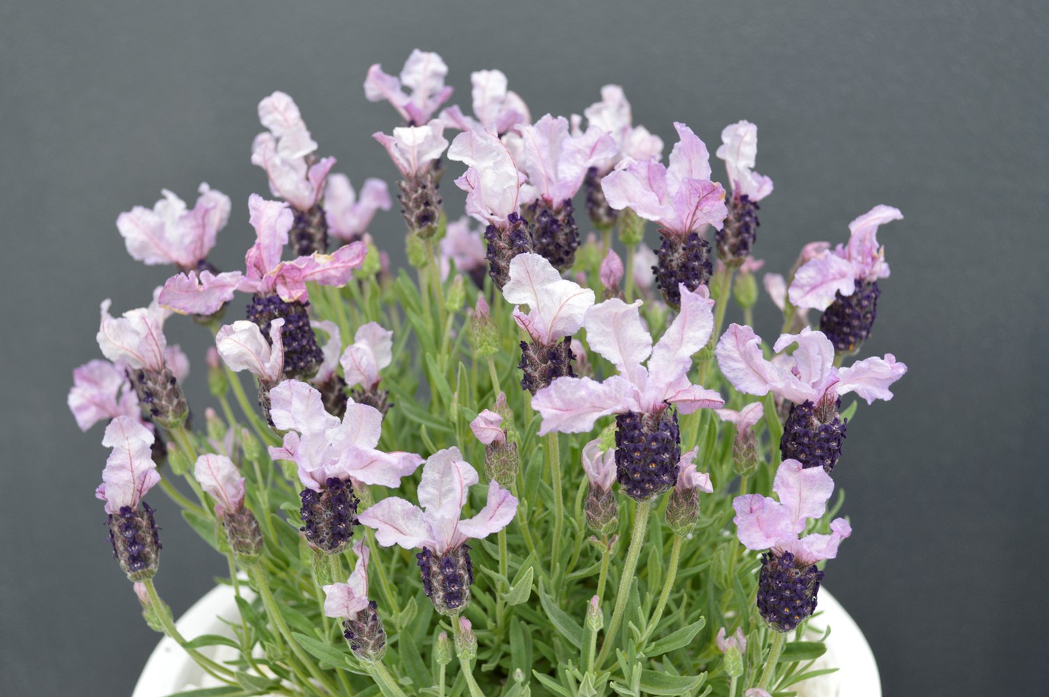 Website/Plants/2144399230/Images/Gallery/Lavender Pinkberry Ruffles (14 ...