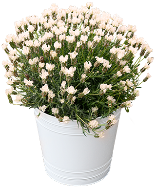 Lavandula Vanillaberry Ruffles