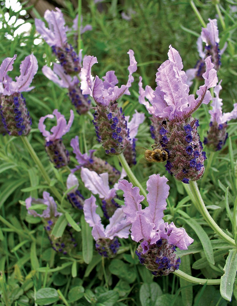 Website/Plants/278/Images/Gallery/l_lavenderlace_02.0.jpg