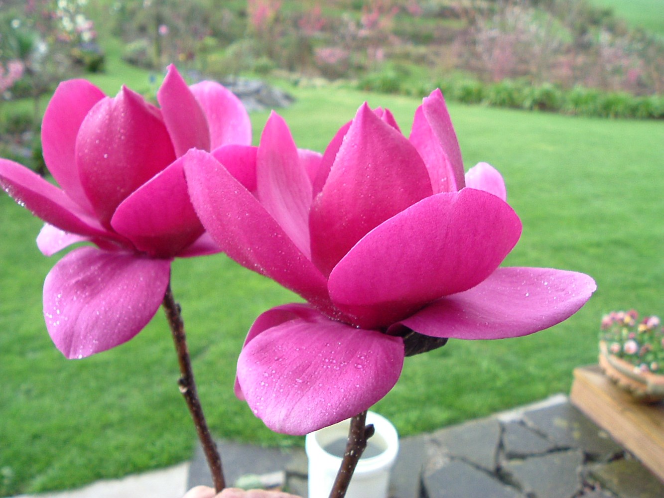 Website/Plants/286499537/Images/Gallery/m_cleopatra_06.0.jpg