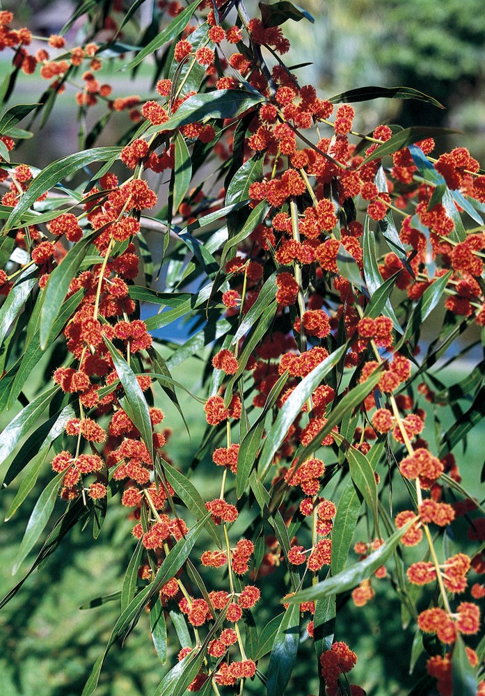 Website/Plants/327/Images/Gallery/a_scarletblaze_02.0.jpg