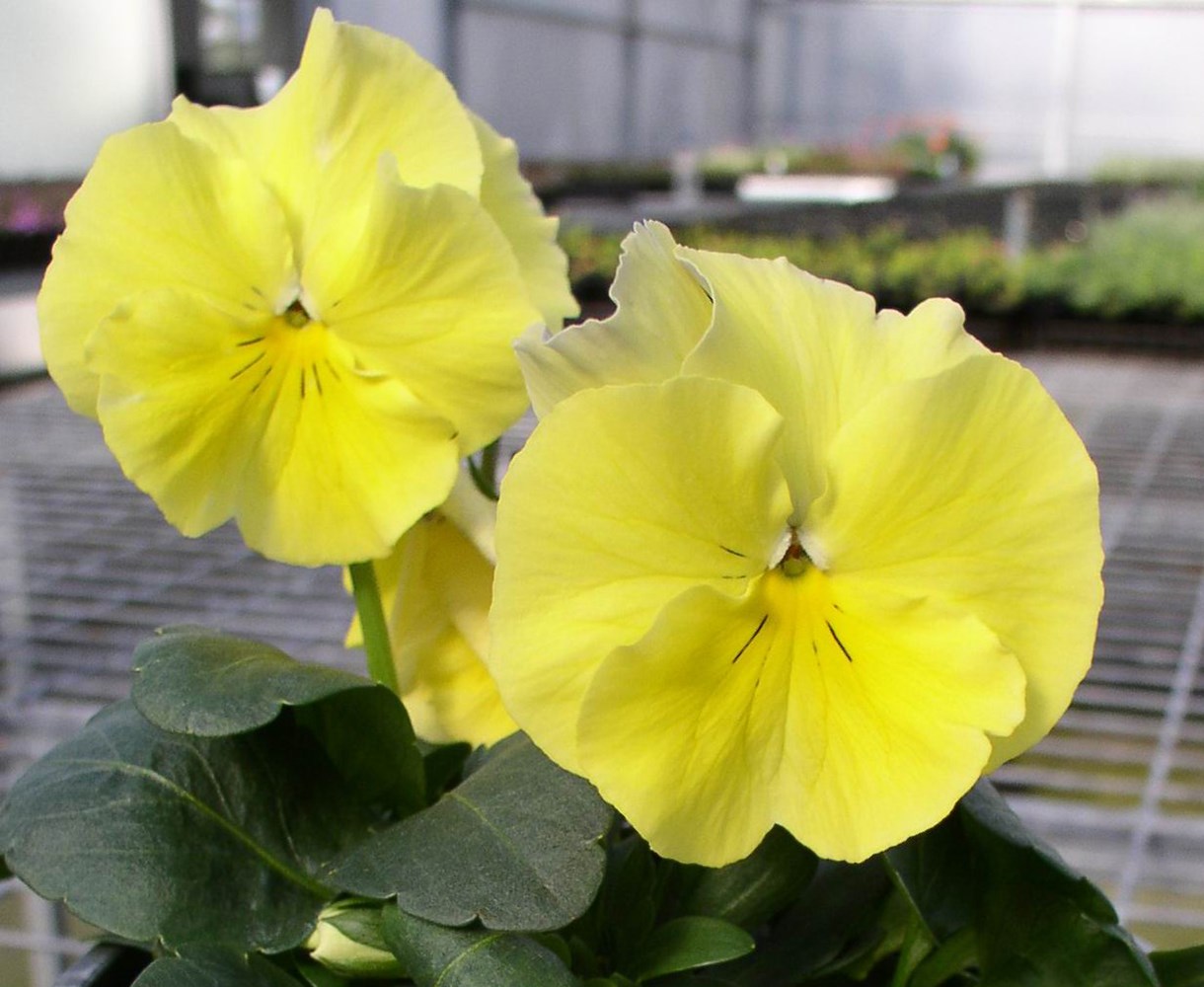 Website/Plants/333/Images/Gallery/v_harvestmoon_01.0.jpg