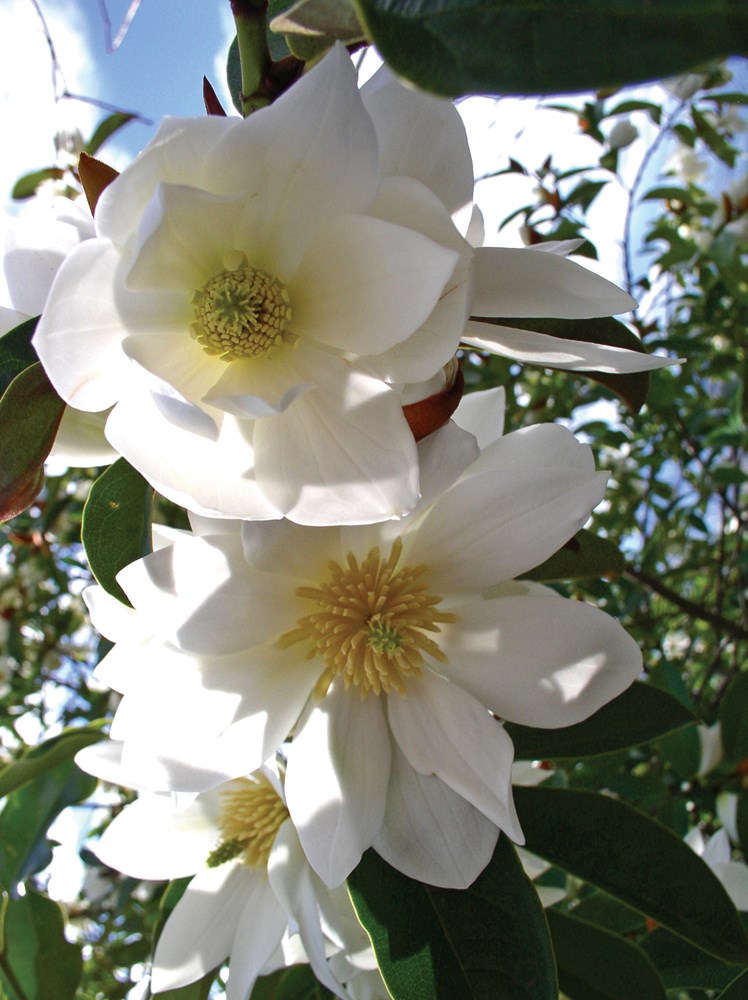 Website/Plants/343/Images/Gallery/m_starbright_02.0.jpg