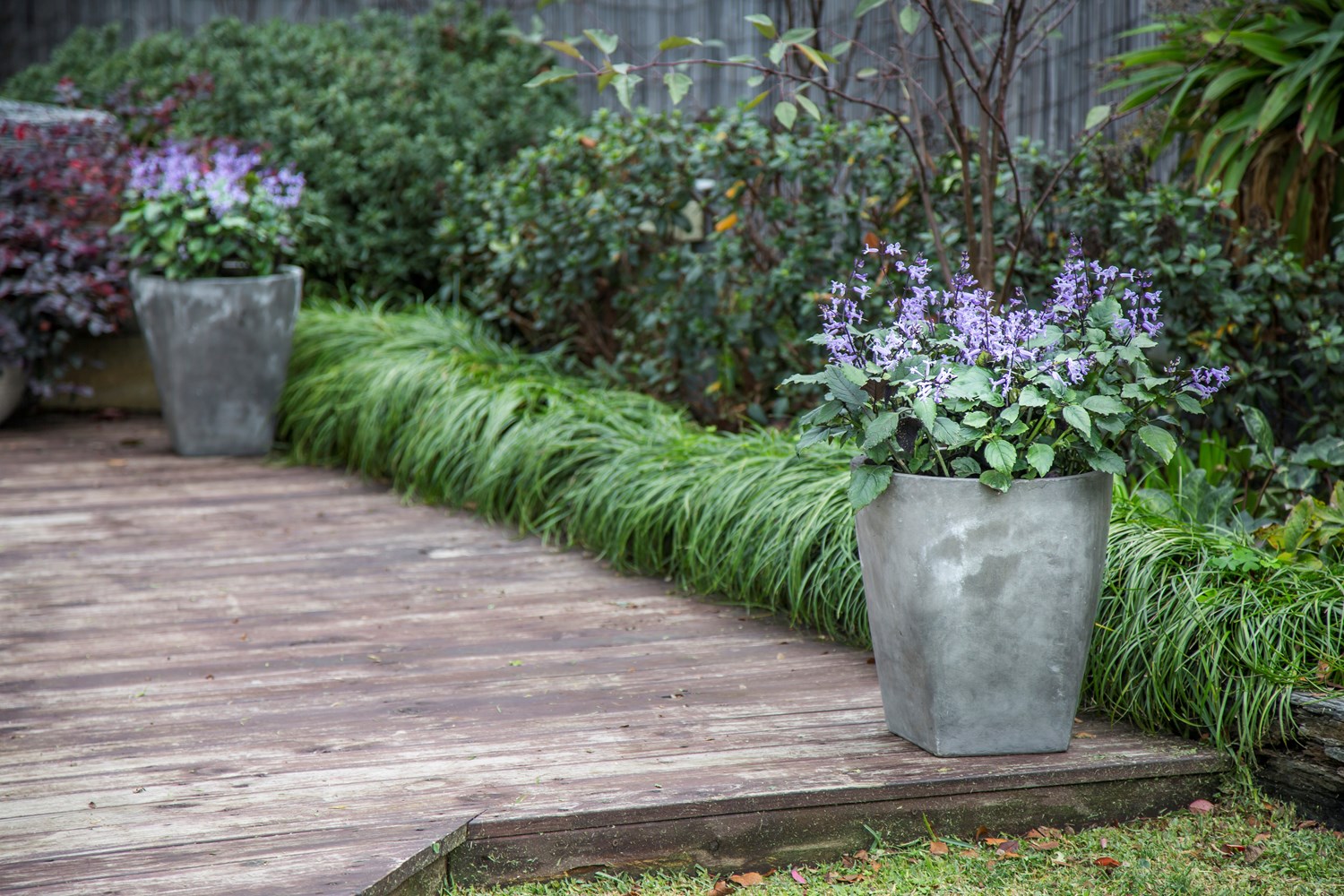 Website/Plants/351/Images/Gallery/P.Mona Lavender-18SC.0.jpg