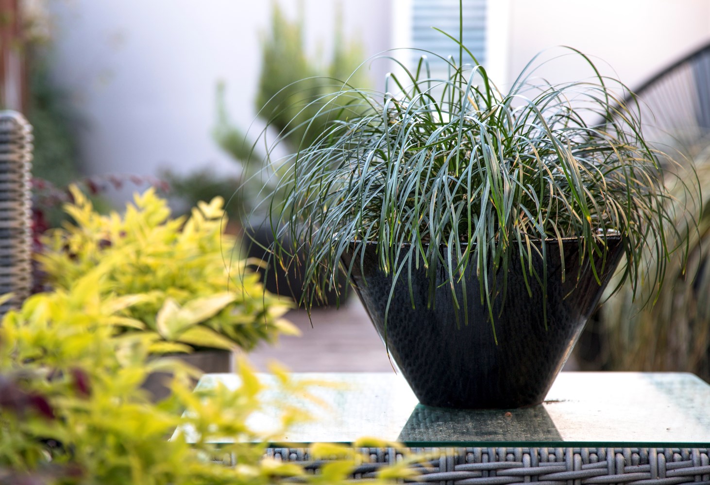 Website/Plants/459/Images/Gallery/L.Emerald Cascade-11a.0.jpg