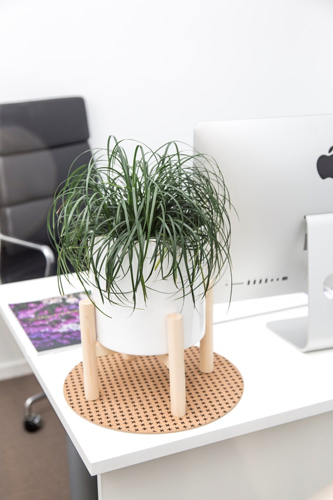 Website/Plants/459/Images/Gallery/L.Emerald Cascade-95SC.0.jpg