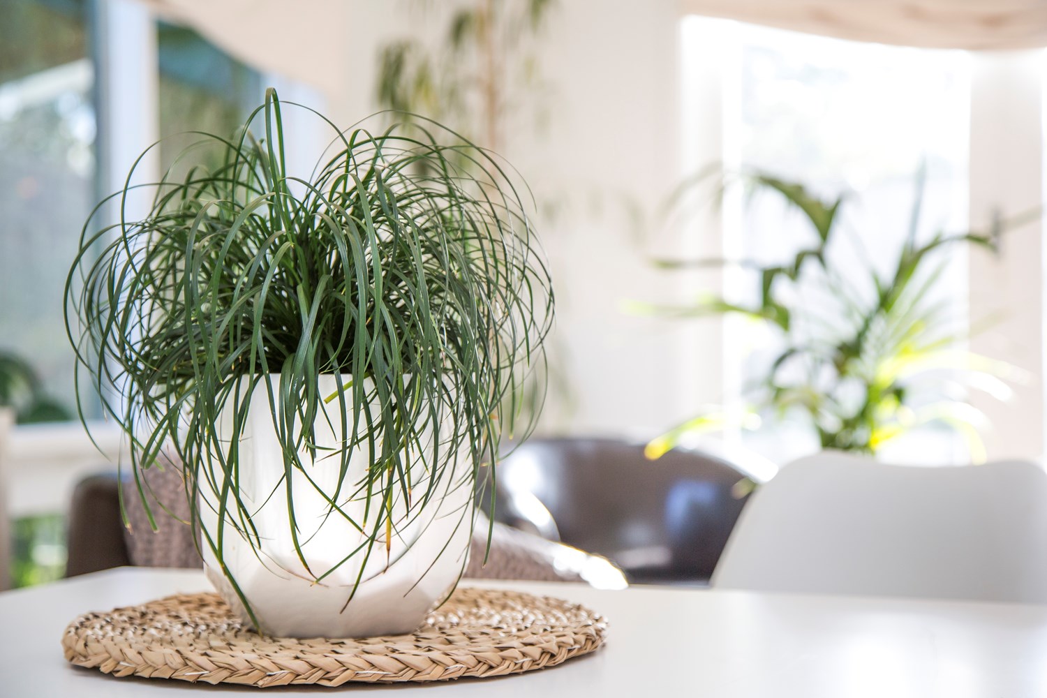 Website/Plants/459/Images/Gallery/L.Emerald Cascade-11SC.0.jpg