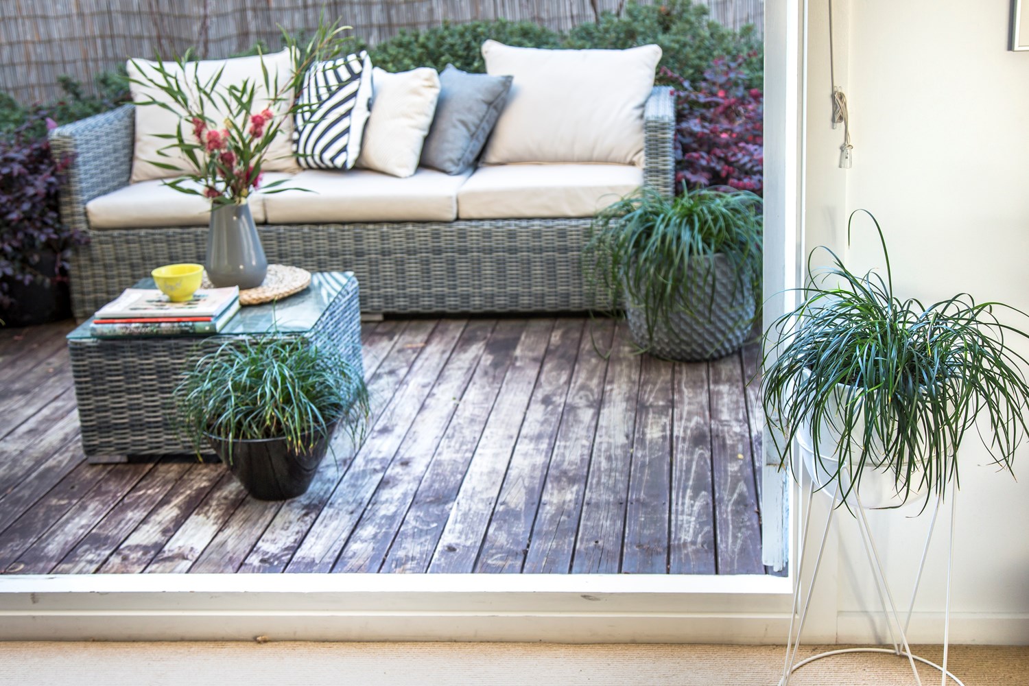 Website/Plants/459/Images/Gallery/L.Emerald Cascade-8.0.jpg