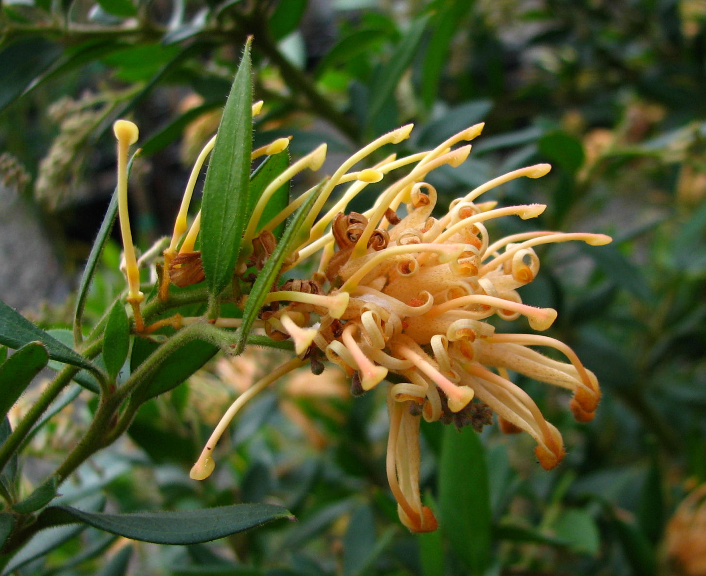 Website/Plants/52672142/Images/Gallery/G. Deua Gold 007.1.jpg