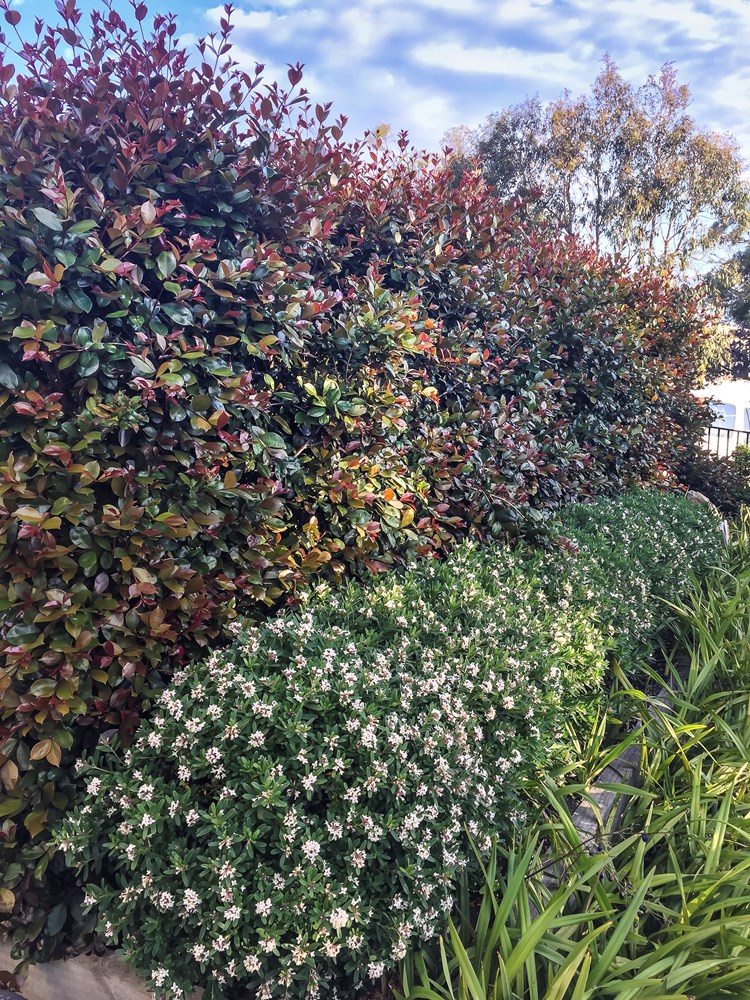 Website/Plants/569135493/Images/Gallery/D.EternalFragrance_S.Big Red-10 ...