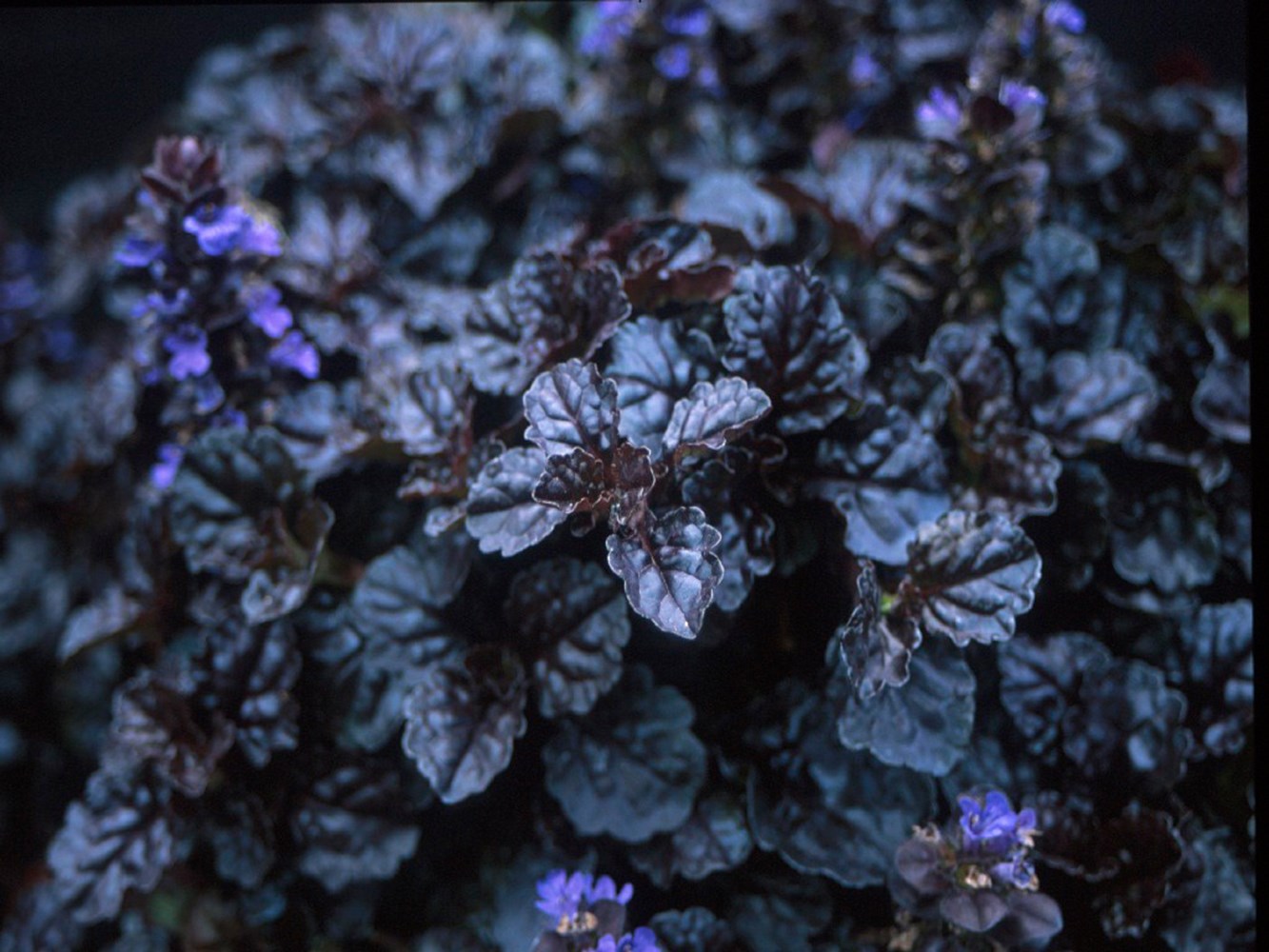 Website/Plants/58/Images/Gallery/a_blackscallop_01.0.jpg