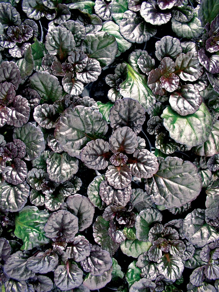 Website/Plants/58/Images/Gallery/a_blackscallop_03.0.jpg