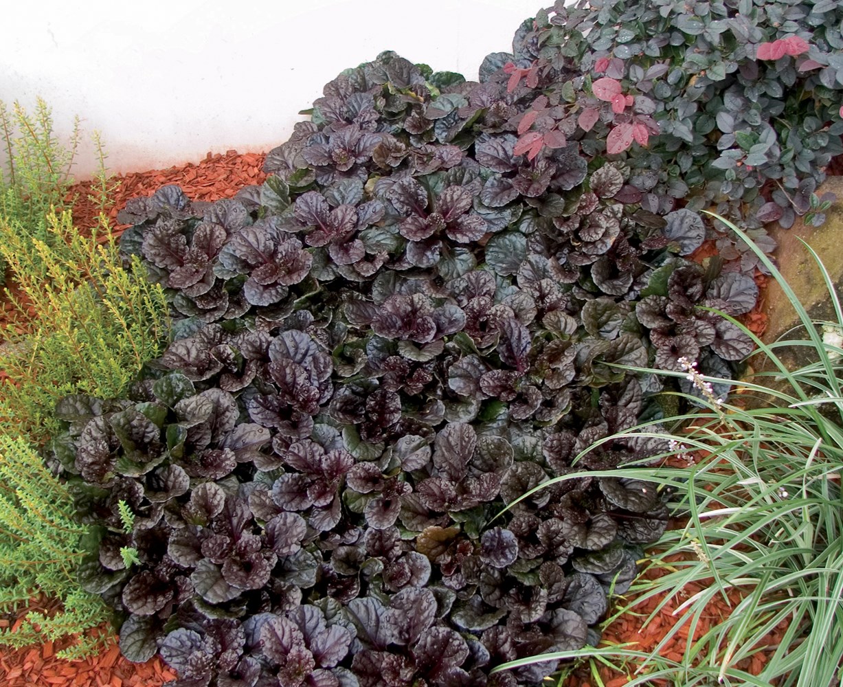 Website/Plants/58/Images/Gallery/a_blackscallop_04.0.jpg