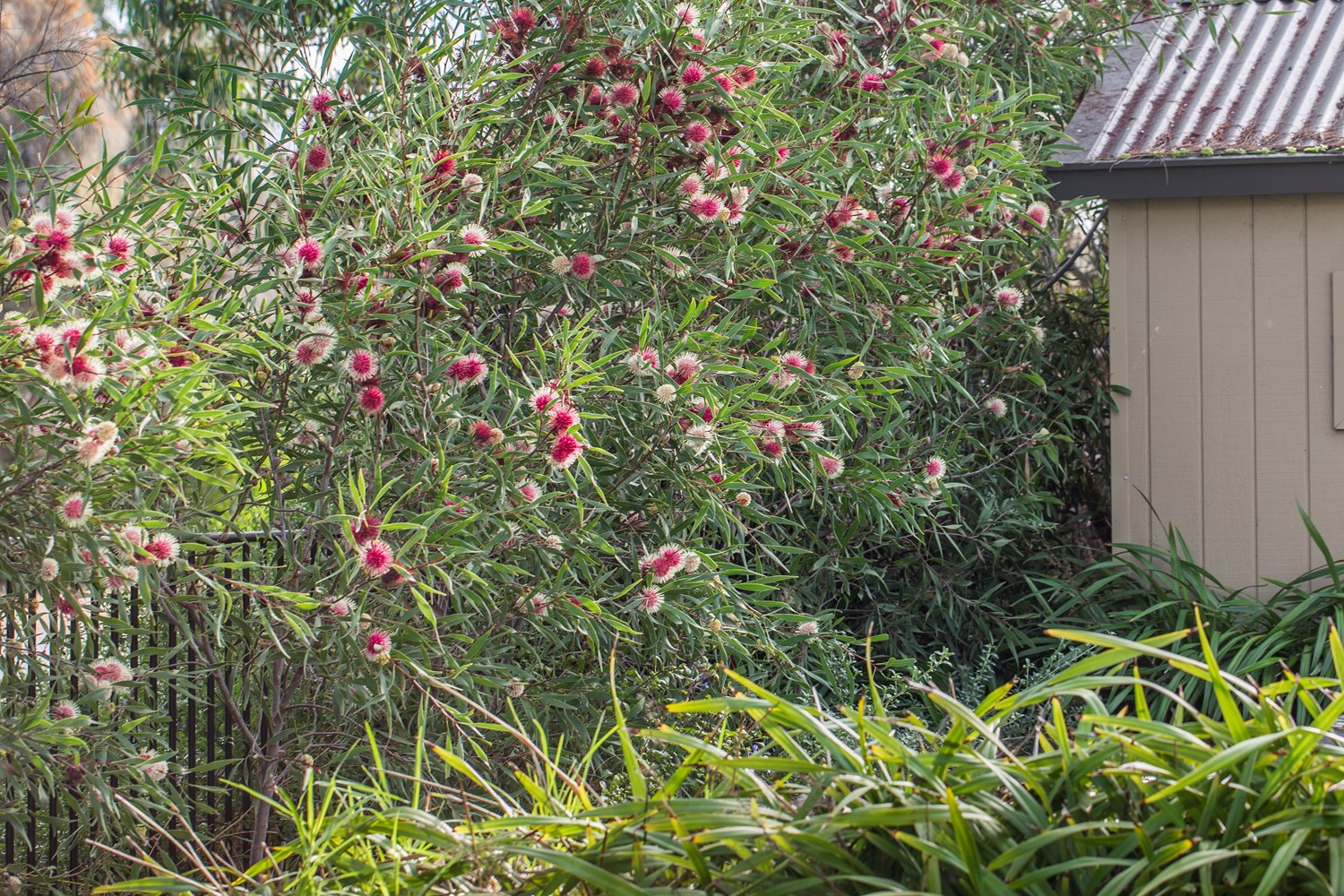 Website/Plants/760023610/Images/Gallery/H.Stockdale Sensation-4SC.0.jpg