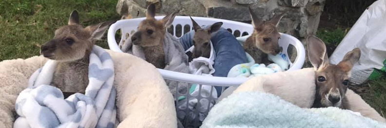 Bushfire Ready for Wildlife Carers