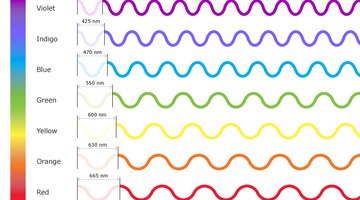 Red shirt and blue shorts — Science Learning Hub