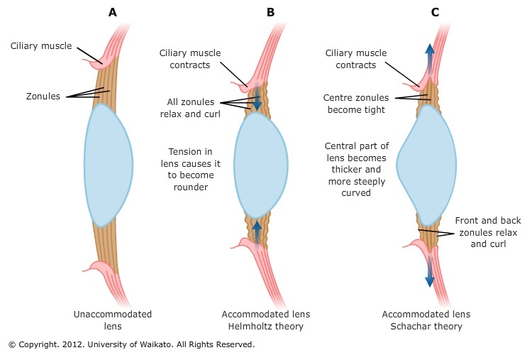 Theories Of Eye Accommodation Science Learning Hub Theories Of Eye Accommodation Science Learning Hub
