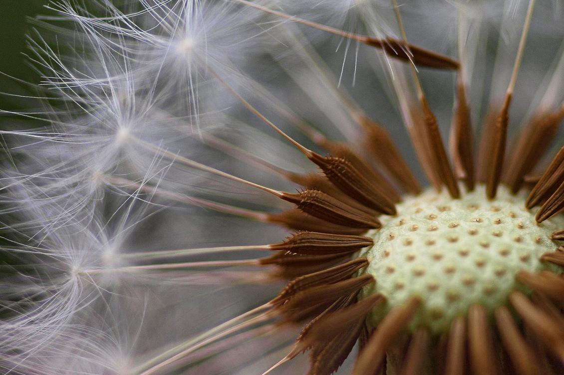 Dandelion Seeds Science Learning Hub Dandelion Seeds Science Learning Hub