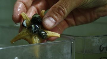 Sea star adaptations – dorsal view — Science Learning Hub