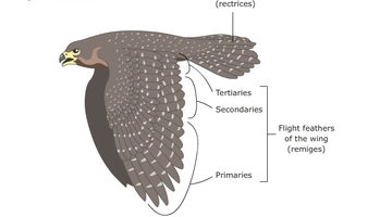 Parts of a feather — Science Learning Hub
