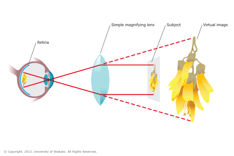 How Lenses Magnify Science Learning Hub How Lenses Magnify Science Learning Hub