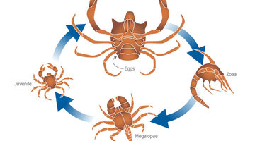 Crab life cycle — Science Learning Hub