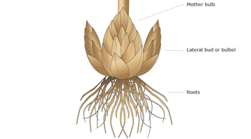 Rhizome diagram — Science Learning Hub