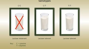 Lactose is broken down by lactase — Science Learning Hub