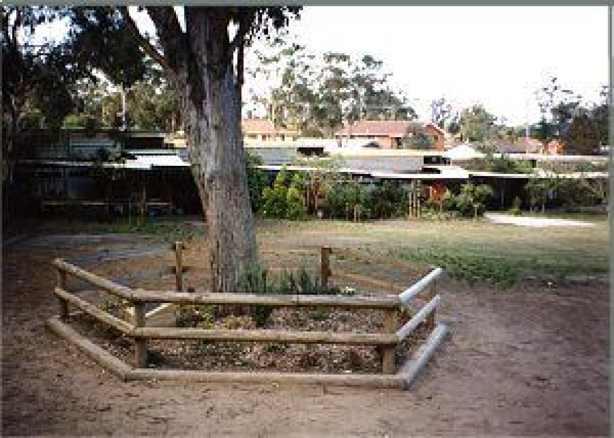 Berkeley Vale Public School War Memorial Tree | NSW War Memorials Register