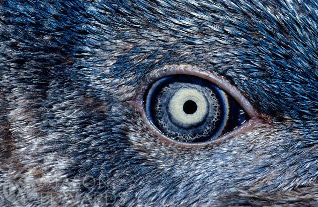 The Great Jason Edwards (of National Geographic Fame)… | Image Science