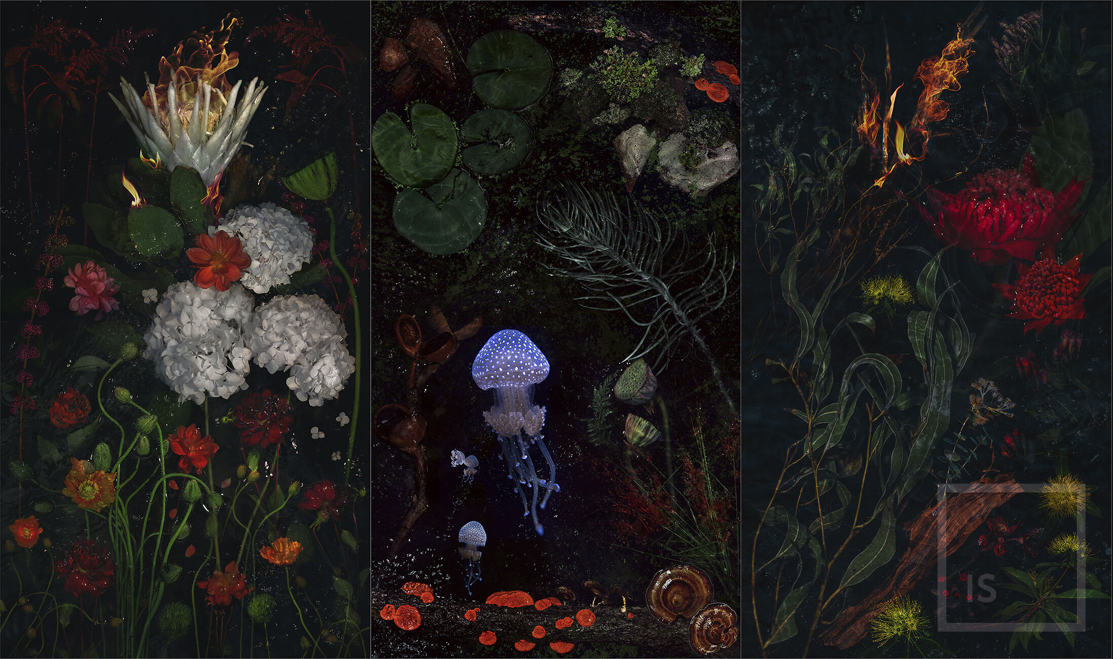 Featured Artist: Beth Mitchell | Image Science