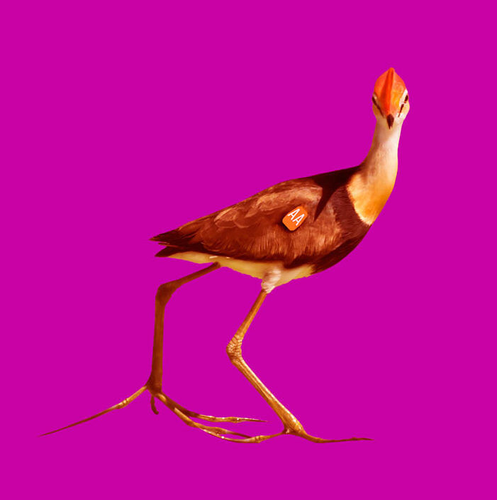 Featured Artist: Christian Pearson | Image Science