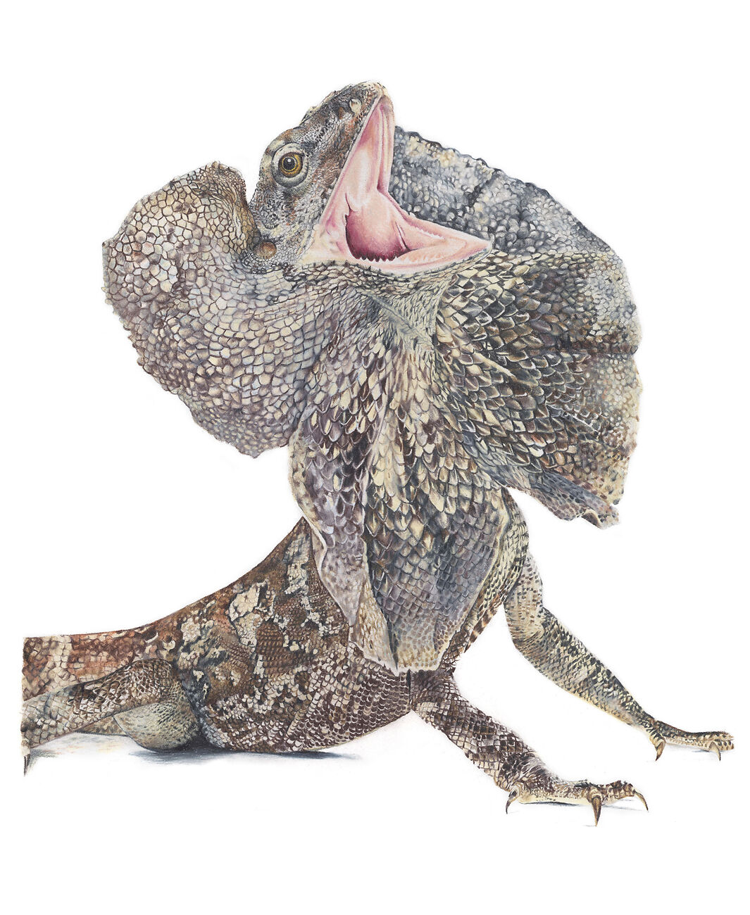 Featured Artist: Helen Grey Art and Science | Image Science