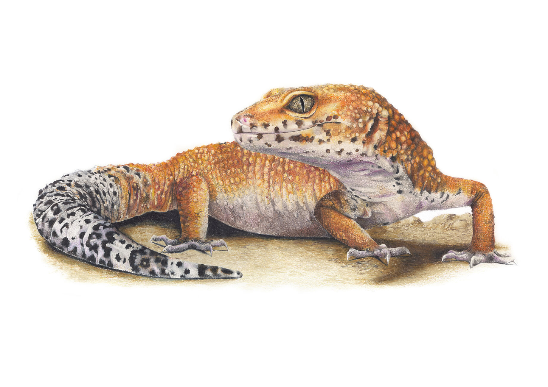 Featured Artist: Helen Grey Art and Science | Image Science