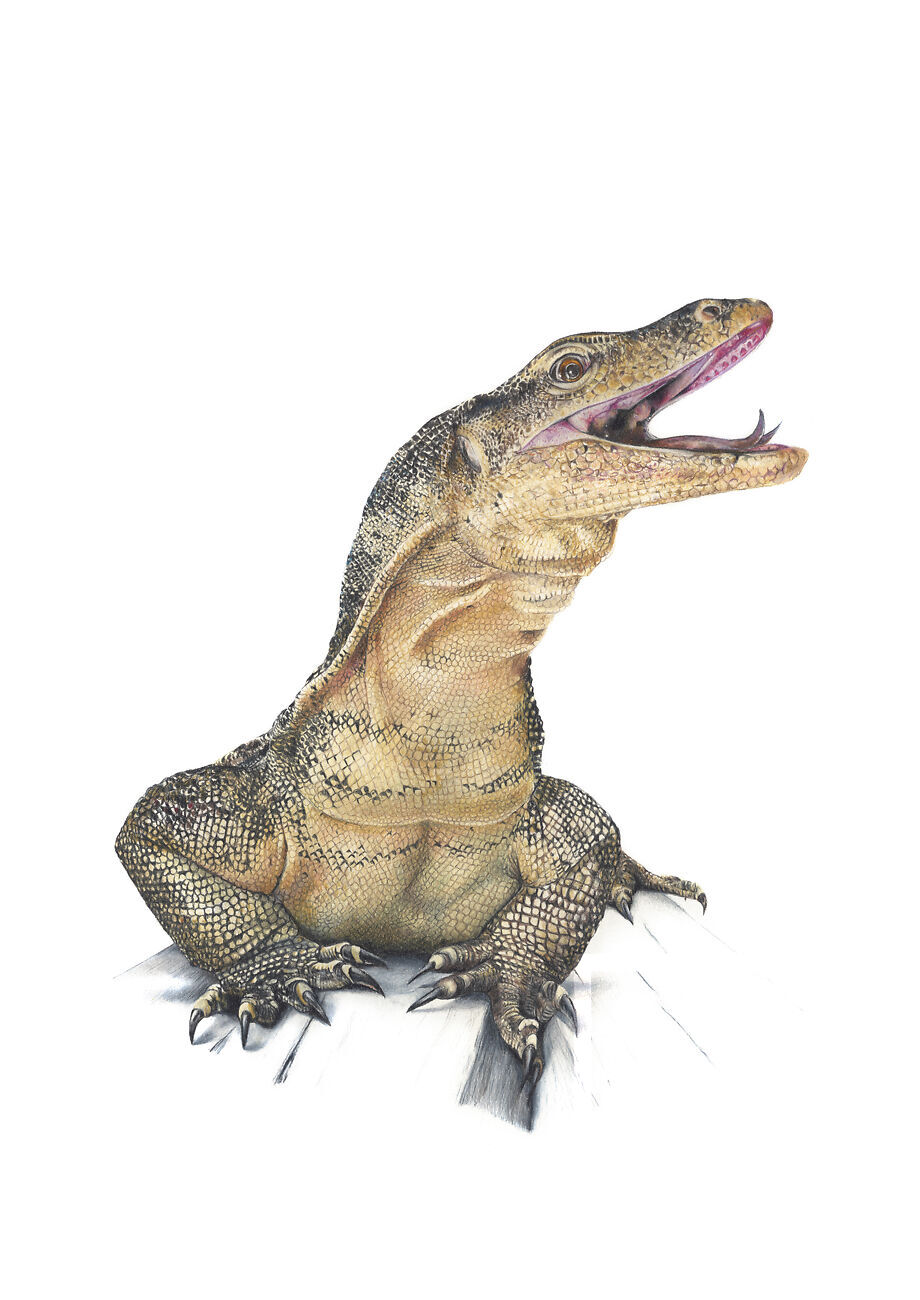 Featured Artist: Helen Grey Art and Science | Image Science