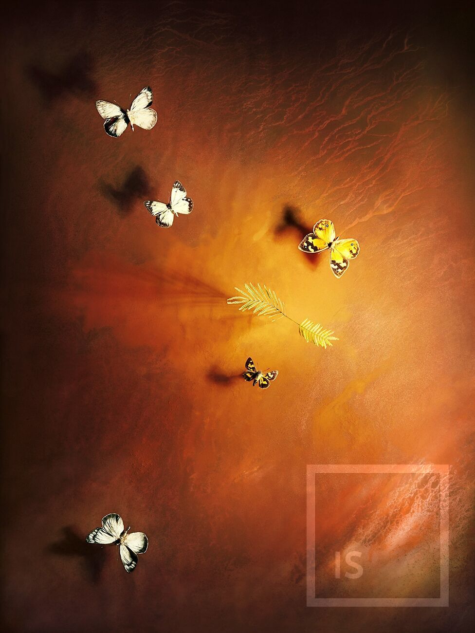 Featured Artist: Peta Clancy | Image Science