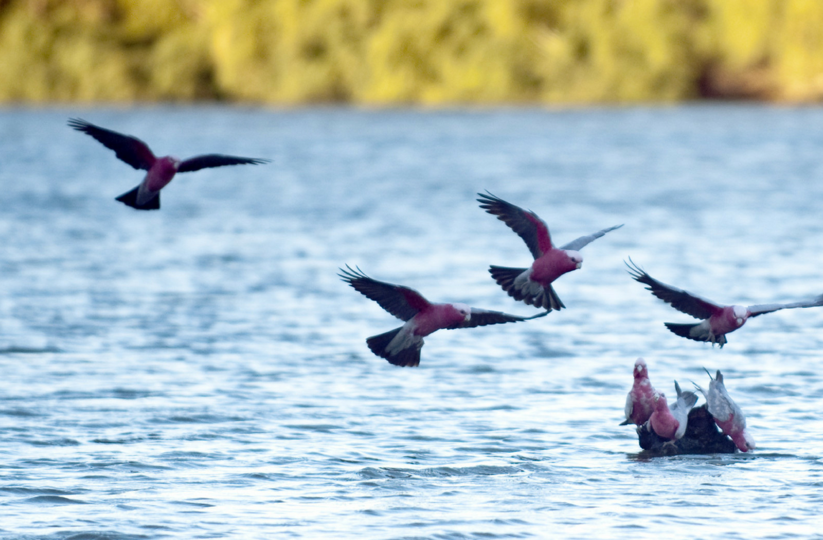 7 Night Wildlife Cruise | Murray Princess - Murray Princess