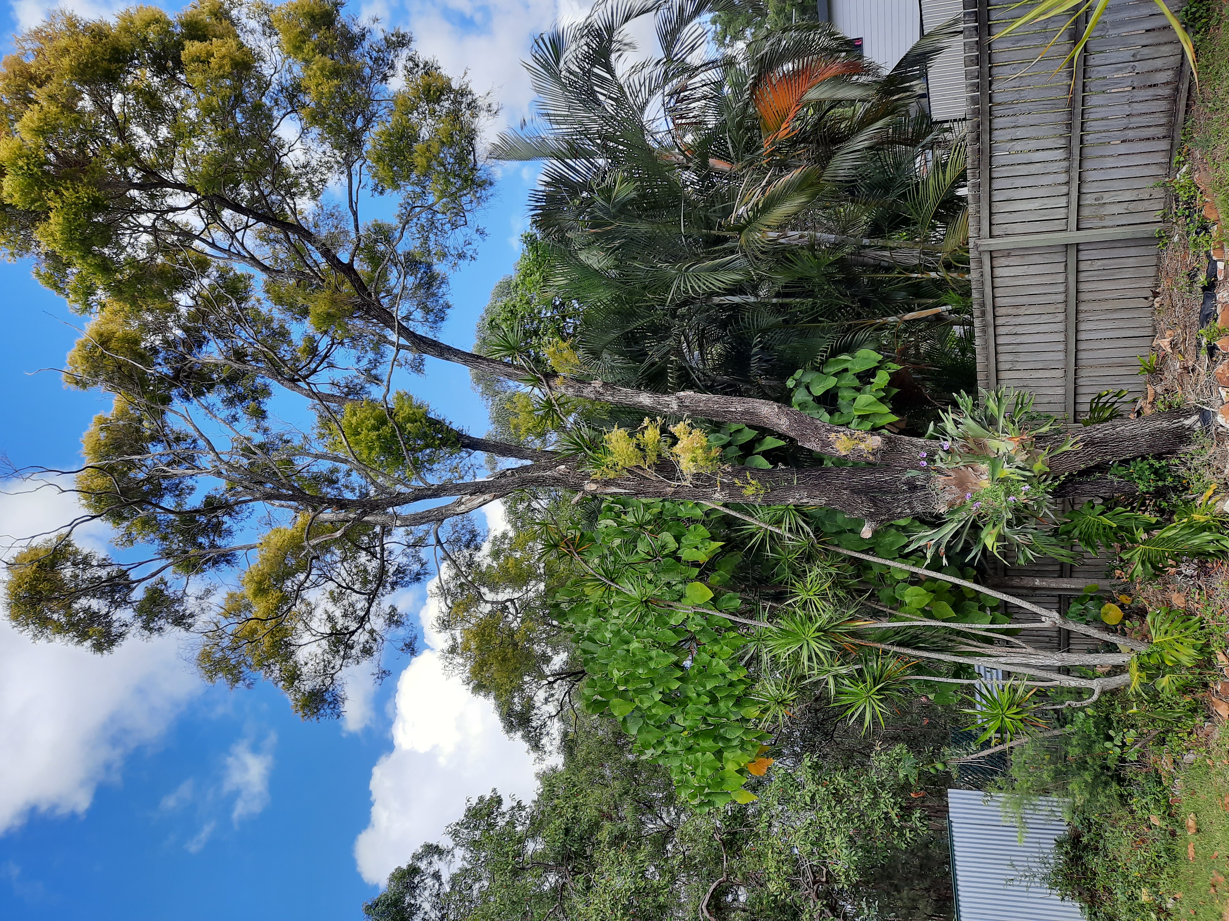 Like Trees Small Shrubs Plants Removed: Arborist required in Springwood ...