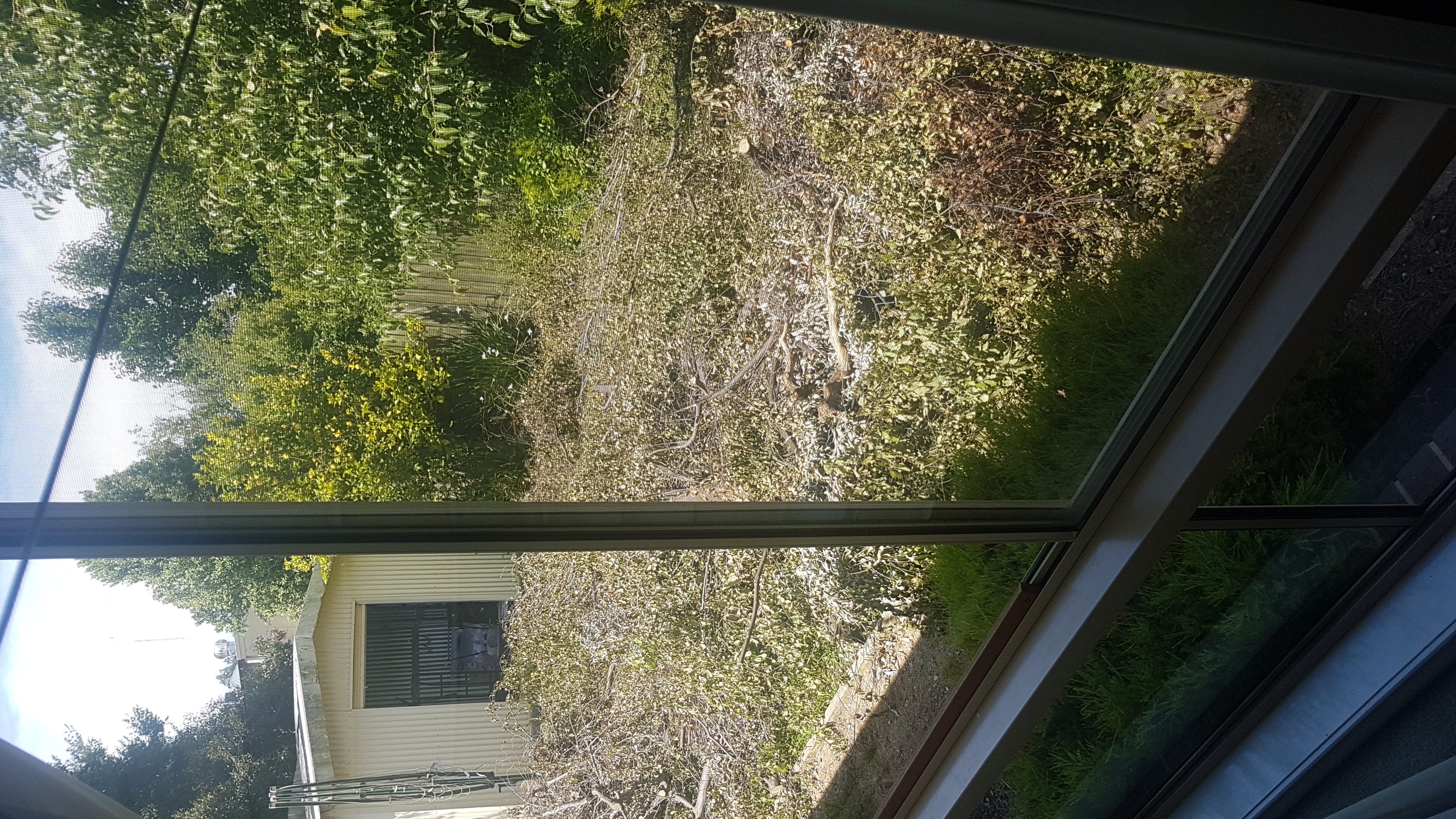 Chopped Potostrum Trees Backyard Like Mulched: Gardener required in ...