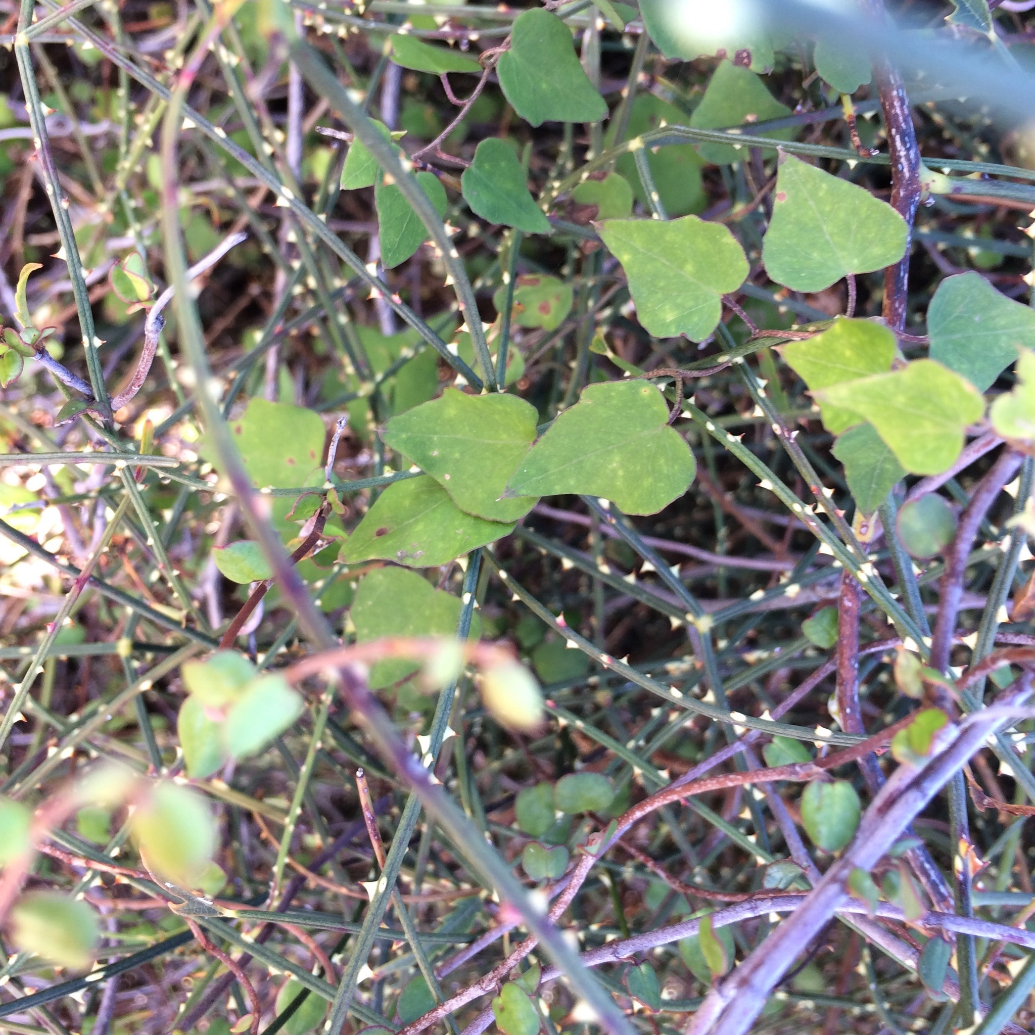 Kaitorete Spit, Trip #100 – Critter Club – Journal