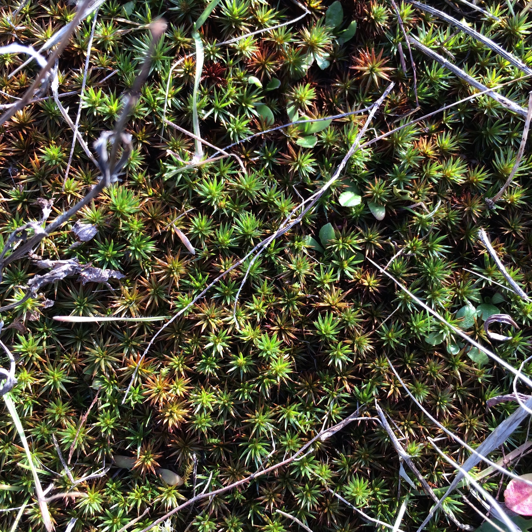 Kaitorete Spit, Trip #100 – Critter Club – Journal