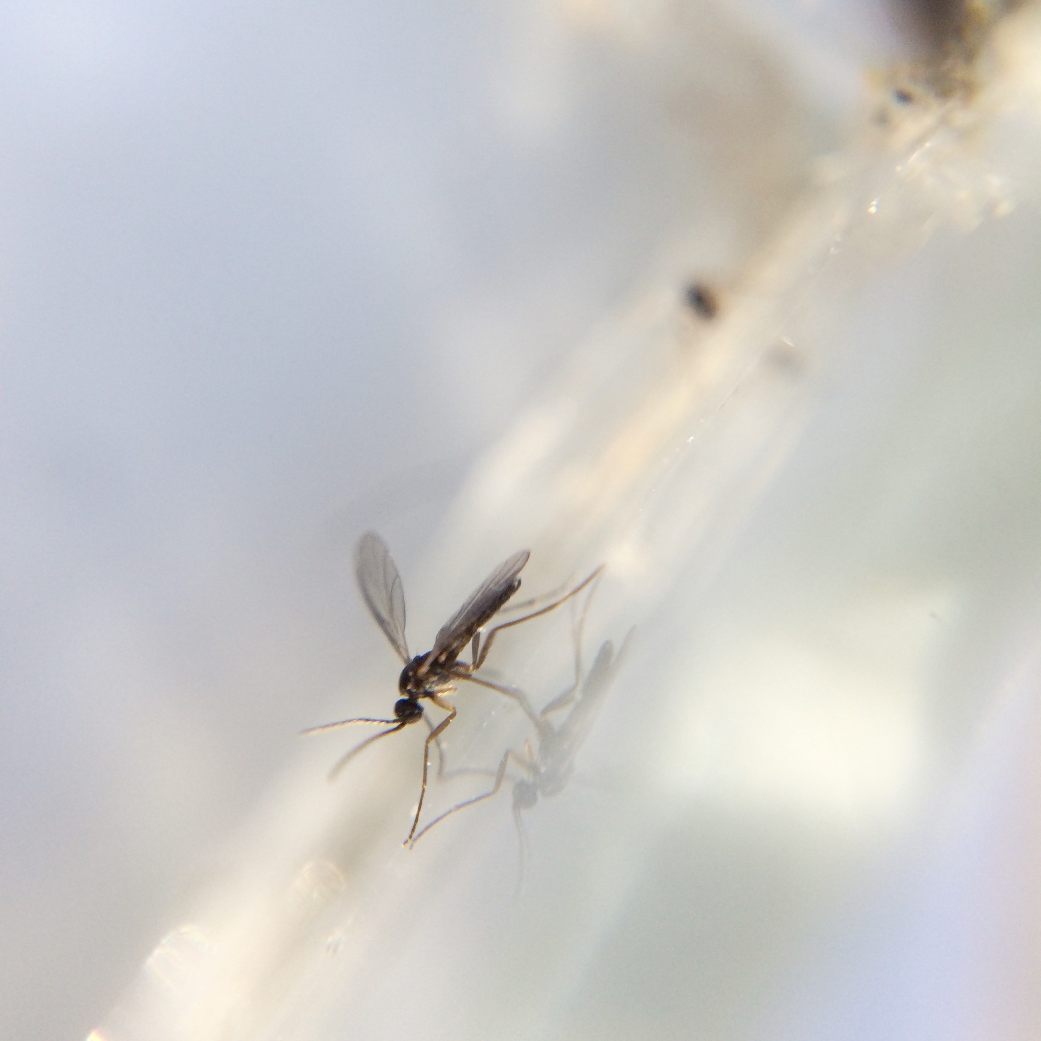 Kaitorete Spit, Trip #100 – Critter Club – Journal