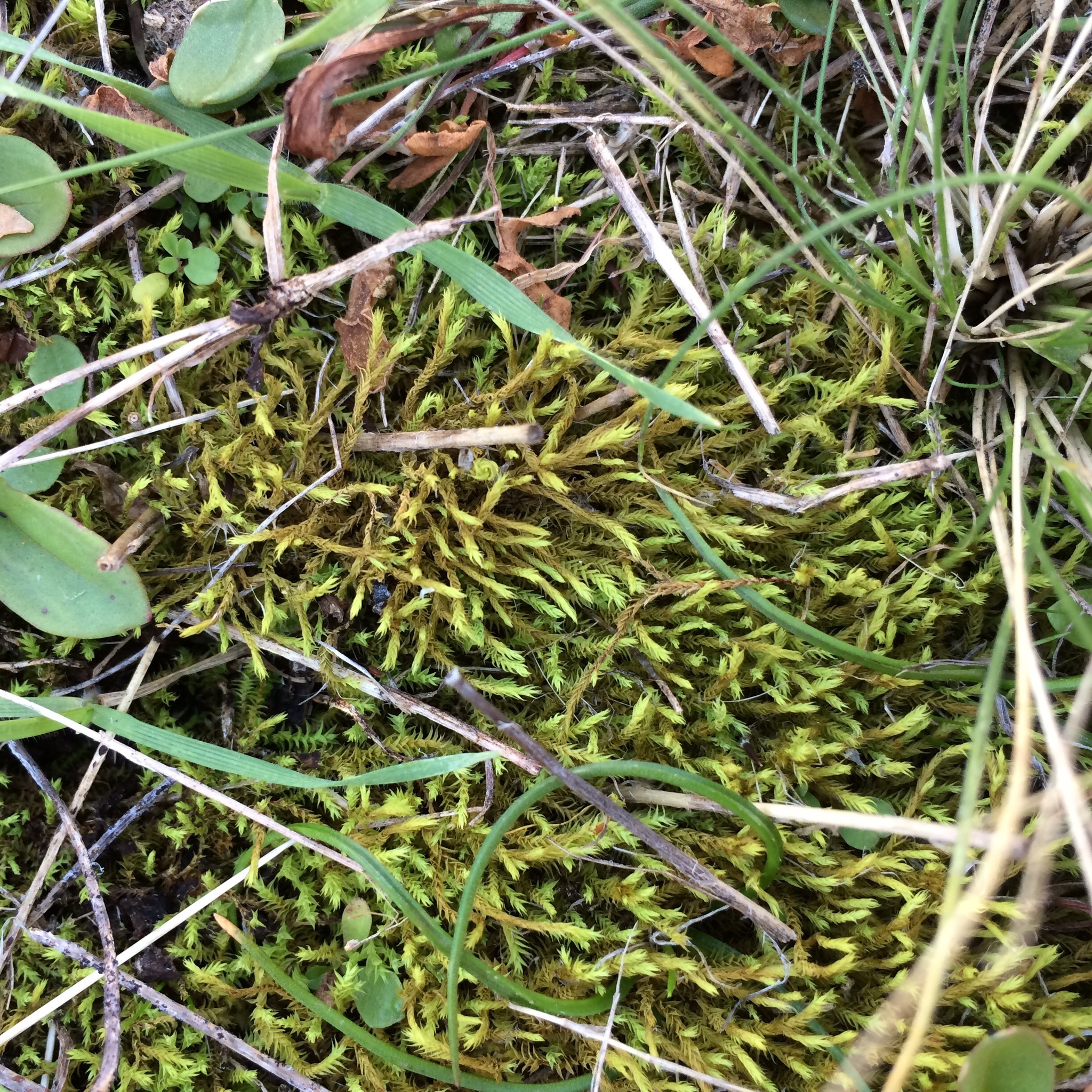 Kaitorete Spit, Trip #100 – Critter Club – Journal