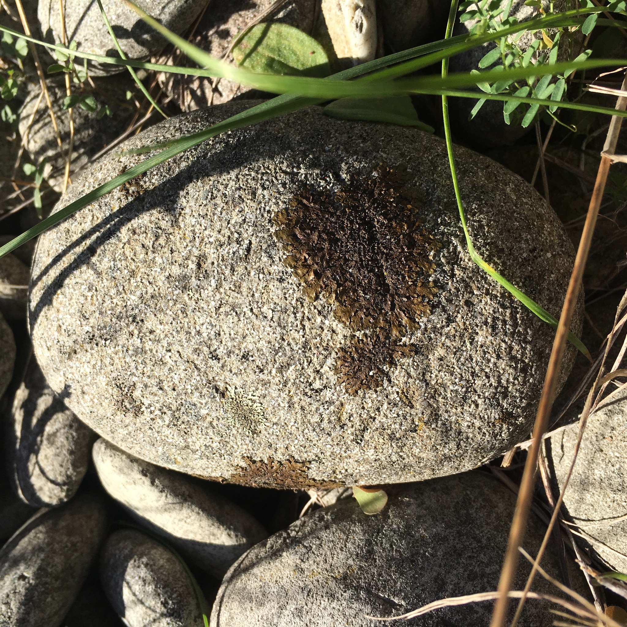 Kaitorete Spit, Trip #100 – Critter Club – Journal