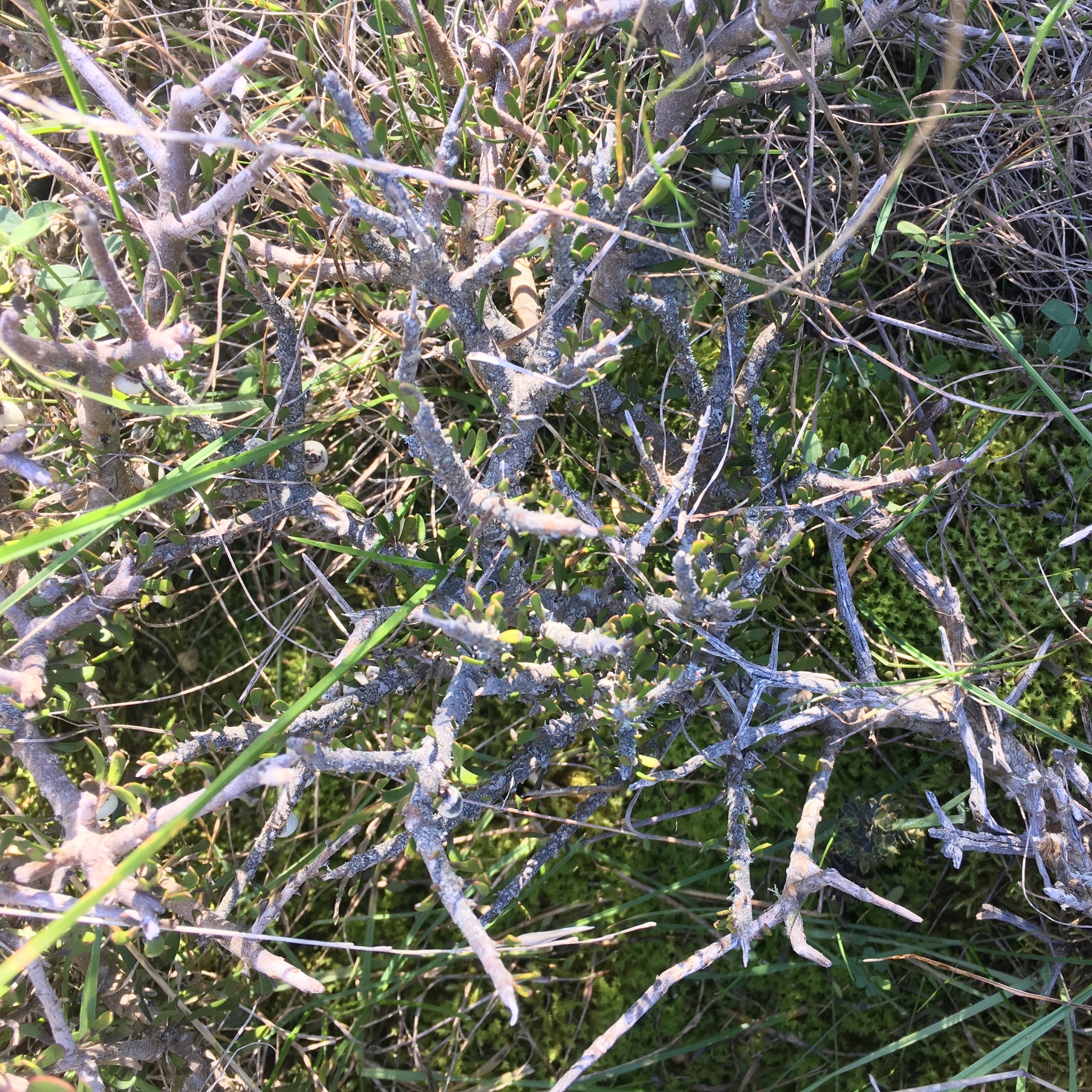 Kaitorete Spit, Trip #100 – Critter Club – Journal