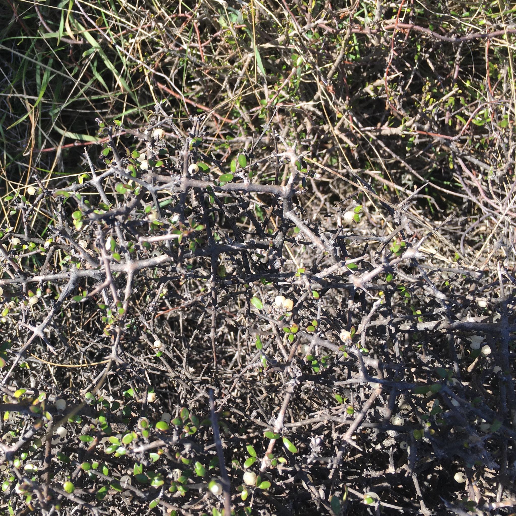 Kaitorete Spit, Trip #100 – Critter Club – Journal