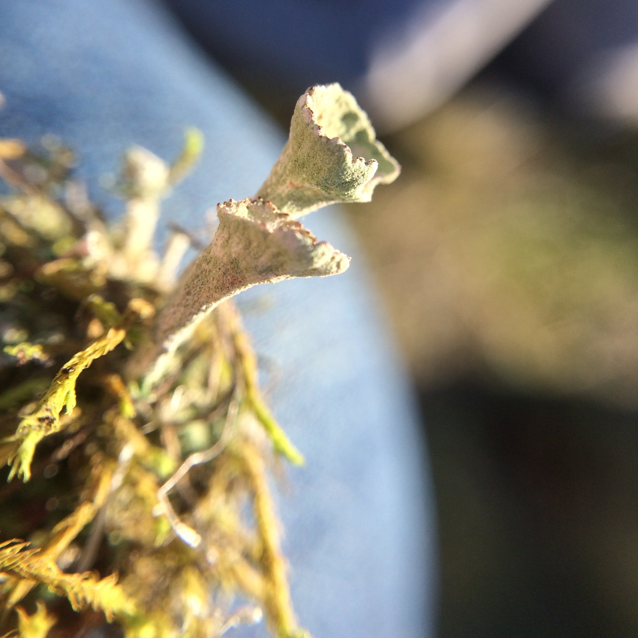 Kaitorete Spit, Trip #100 – Critter Club – Journal