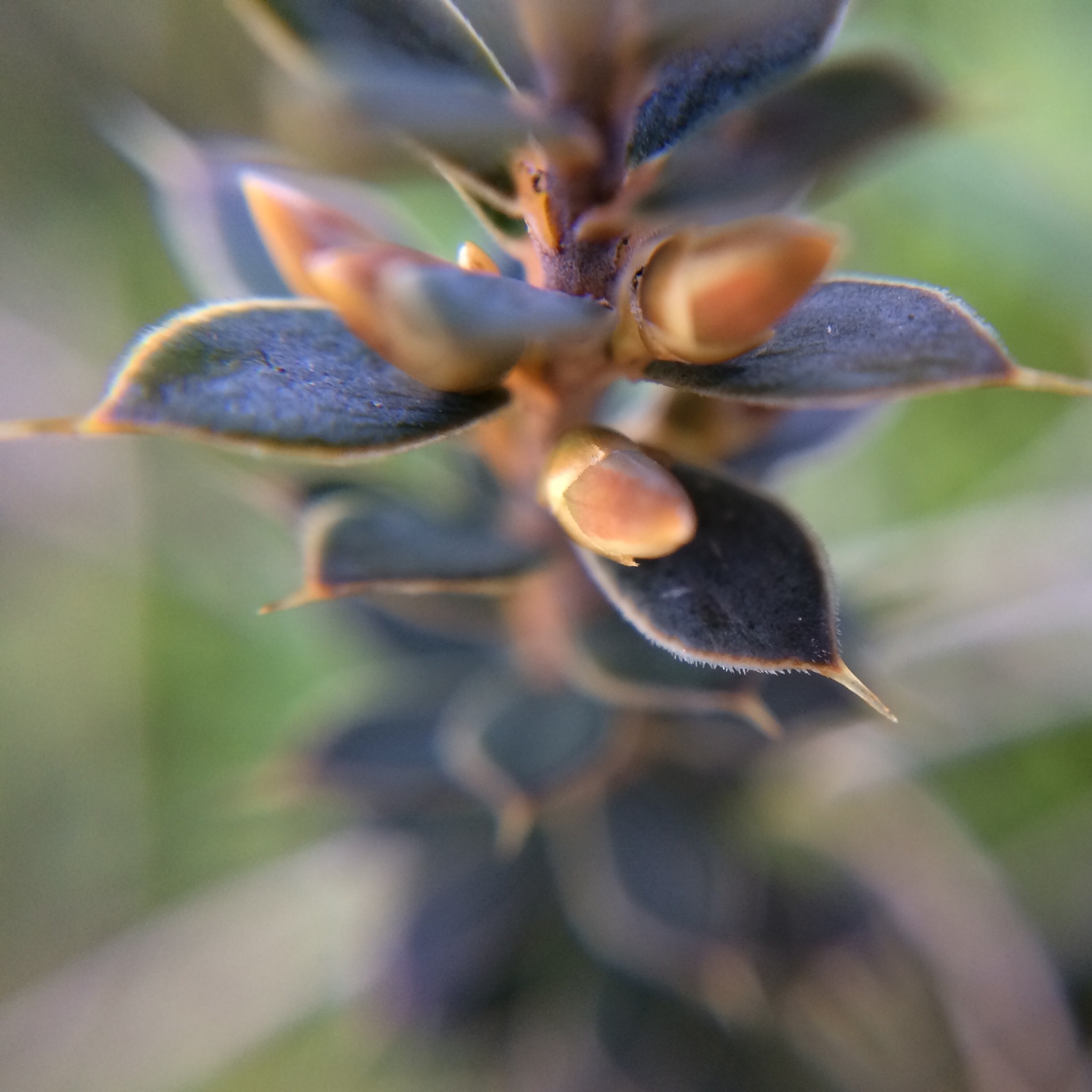 Kaitorete Spit, Trip #100 – Critter Club – Journal