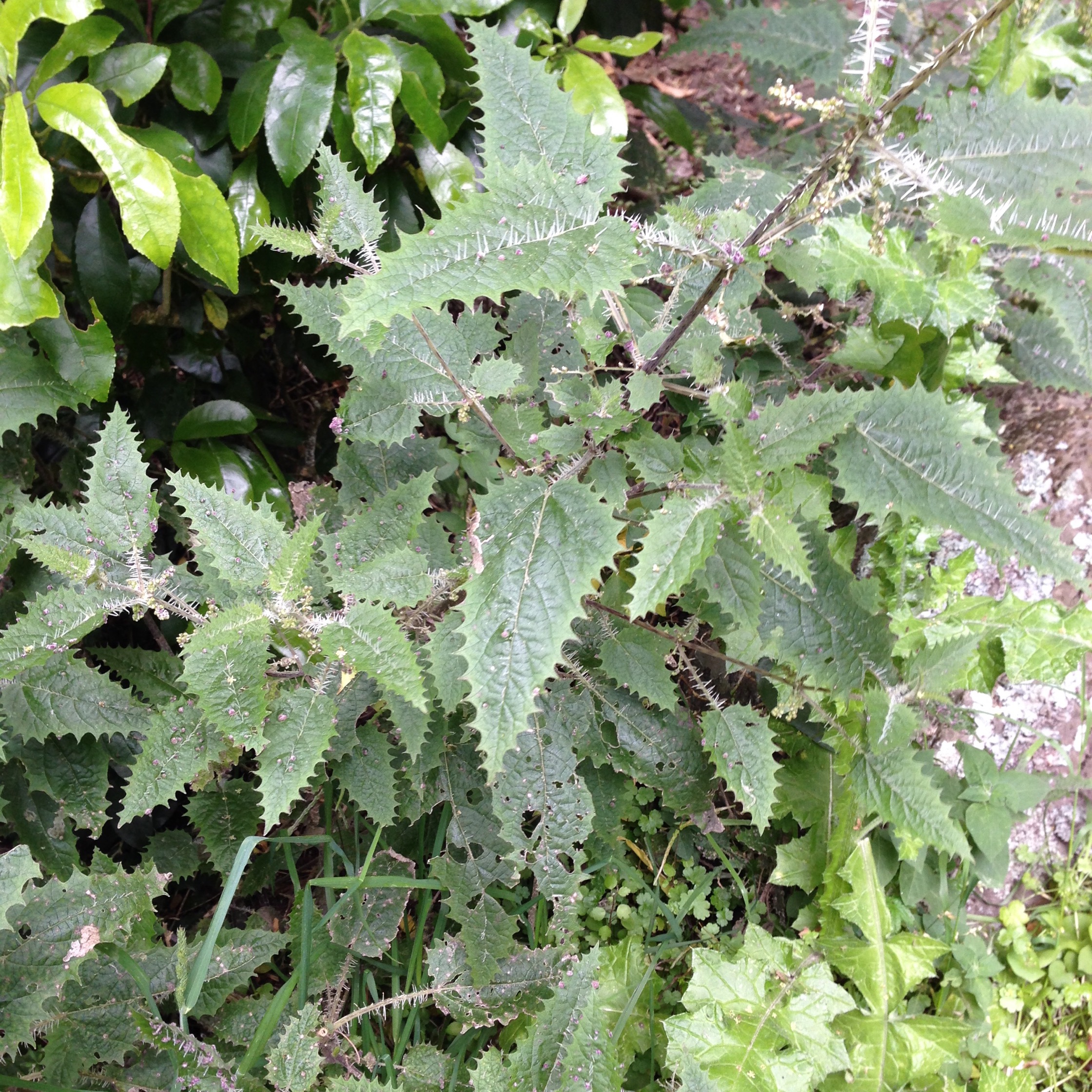 Jollies Bush, Trip #55 – Critter Club – Journal