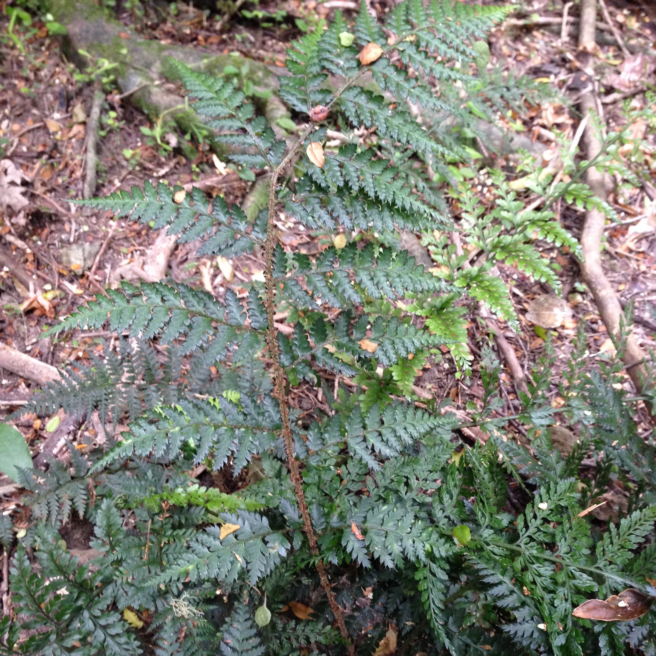 Jollies Bush, Trip #55 – Critter Club – Journal